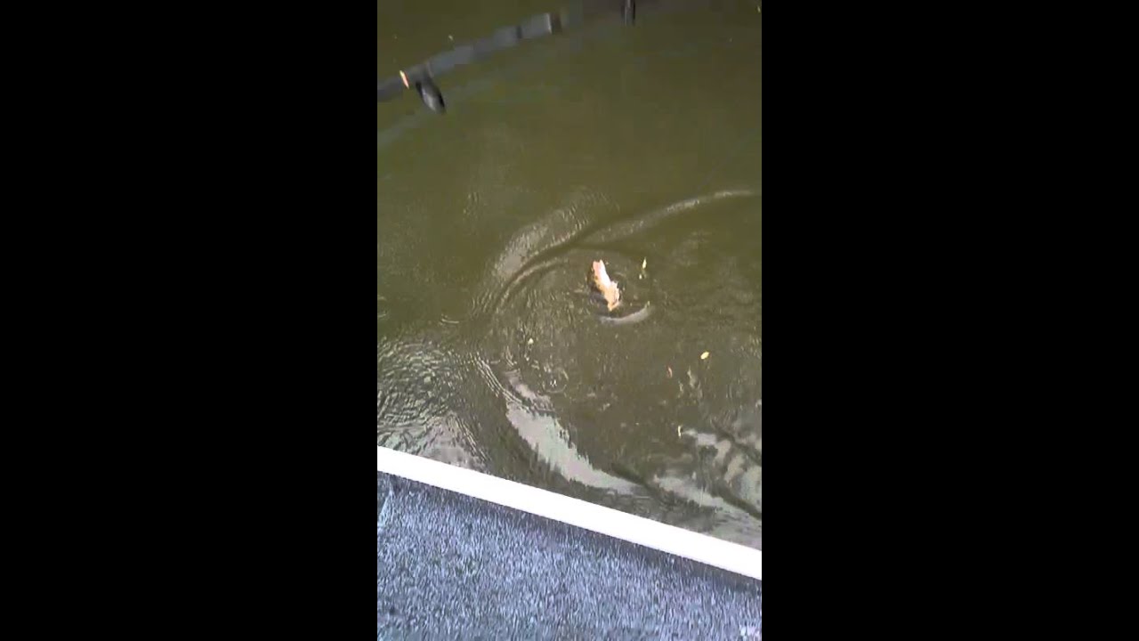 Bluestone Lake WV Bass Fishing - YouTube