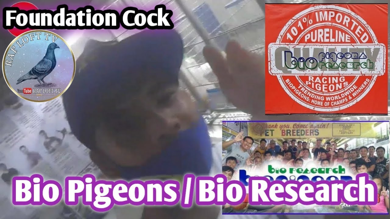 Bio Pigeon / Bio Research | Ang kanilang mga Foundation Cock | Gaganda ...