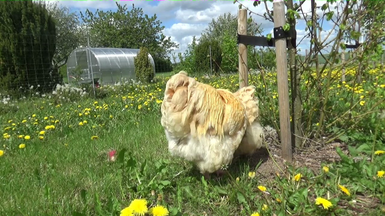 How to Entertain Chickens: Bucket of Ants - YouTube