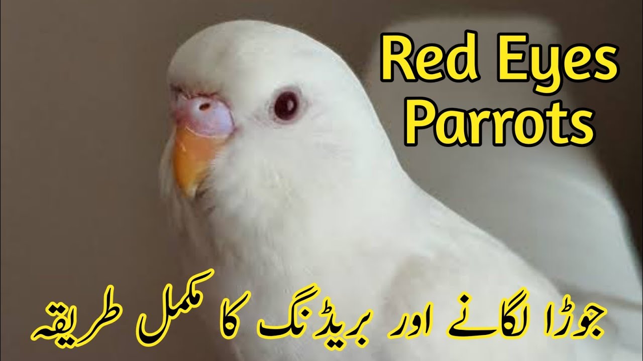 Red Eyes parrot breathing all information Red eyes pare banane ka aasan ...