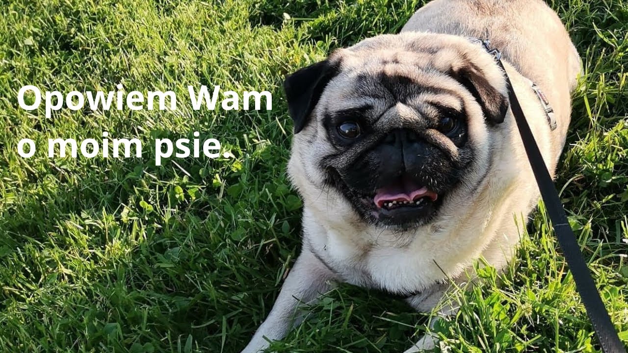Opowiem Wam o moim psie/ Pies rasy mops - YouTube