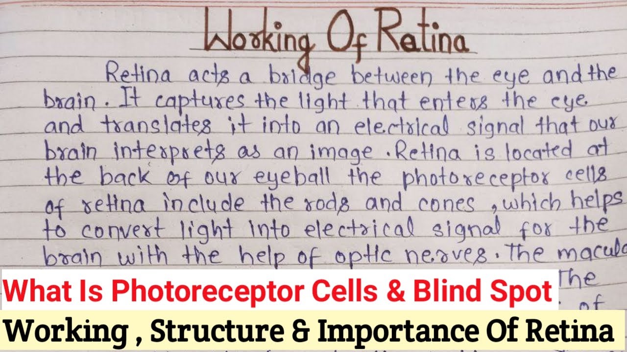 Human Eye Retina Working And Function | Retina Anatomy And Function ...