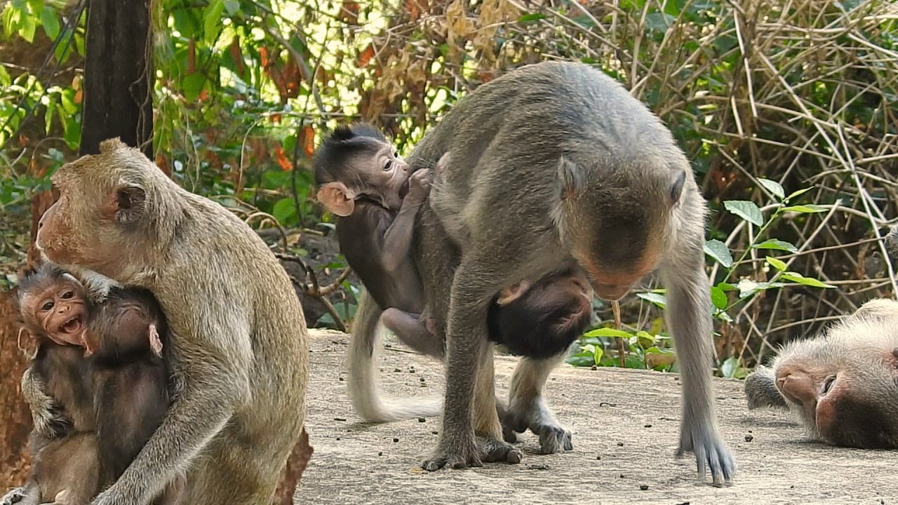 P.oor video! bb runs to hug Ari monkey after his mom leaves to find ...