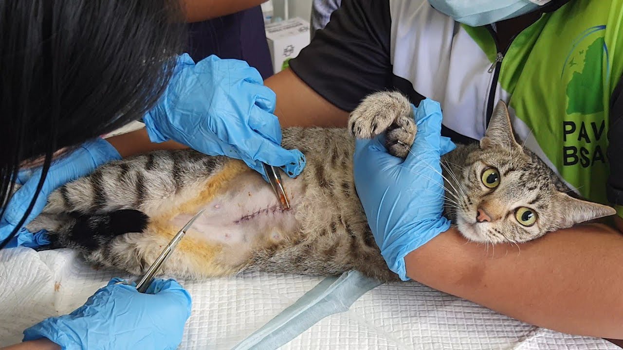 Why Cat Suture Removal is a Game Changer - YouTube