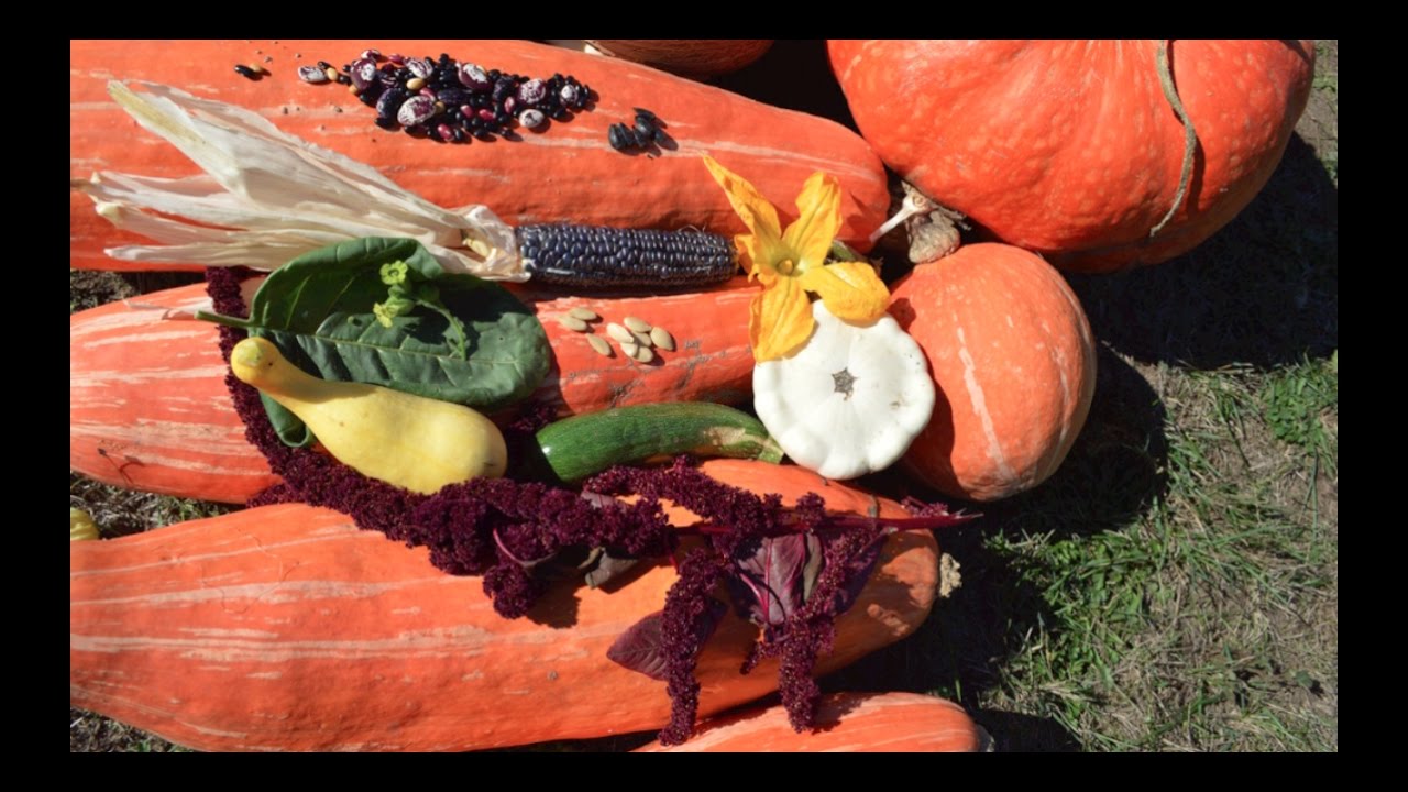 Gete Okosomin. An Ancient Native American Winter Squash. Cooking and ...