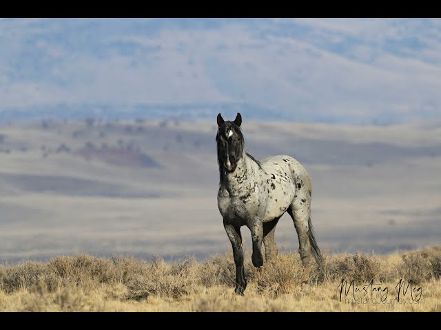 Wild Blue Roan Horse Blue Roan In A Blizzard Print Wild Horse Wall