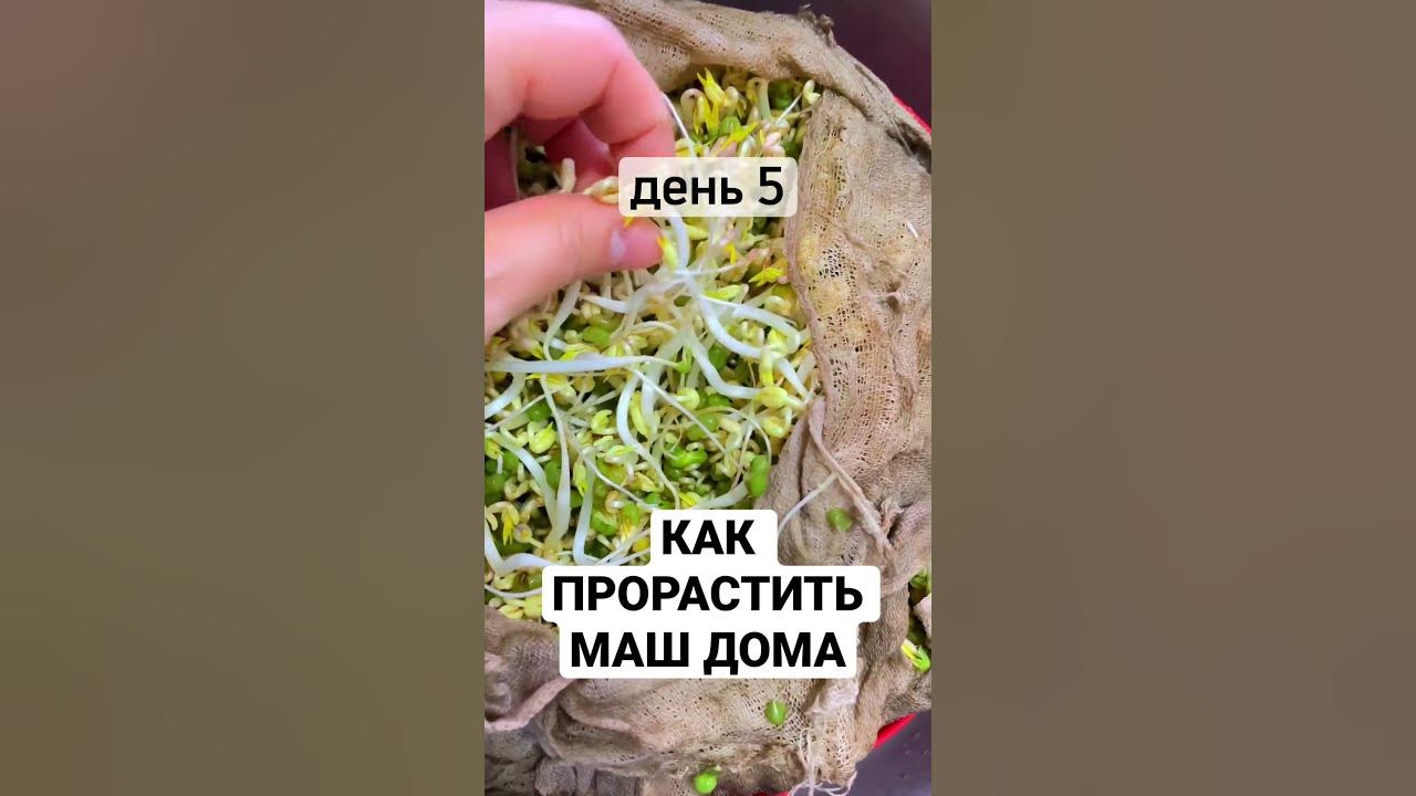 Как прорастить маш дома #росткимаша #ростки #mungbean #beansprouts ...