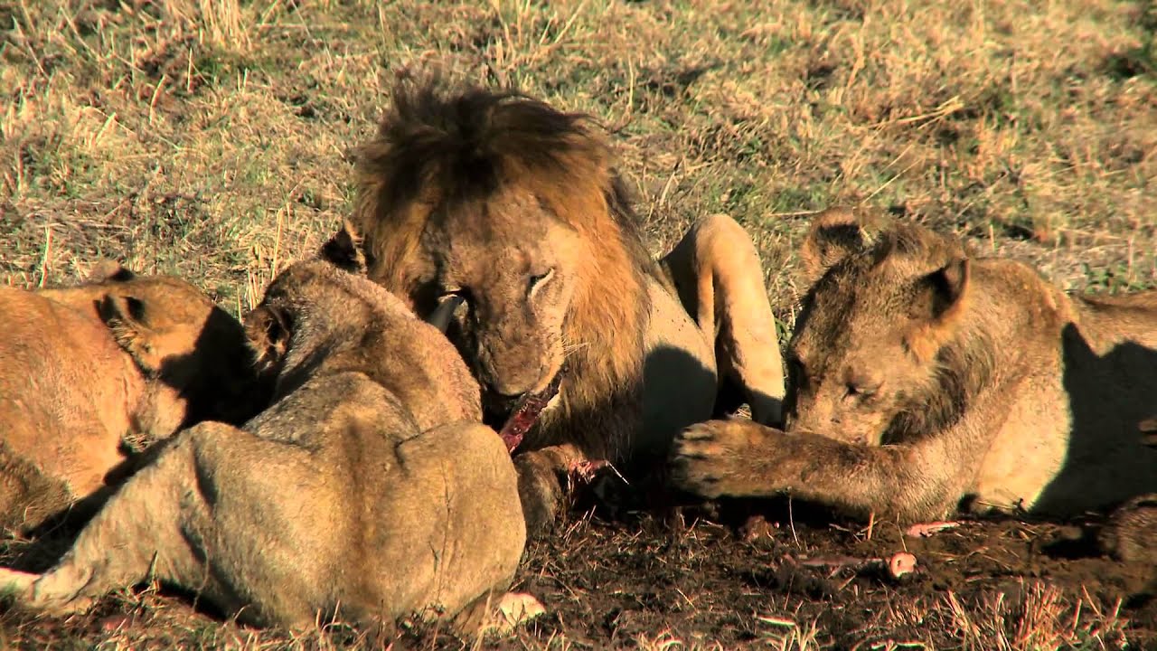 Pride Of Lions Eating - YouTube