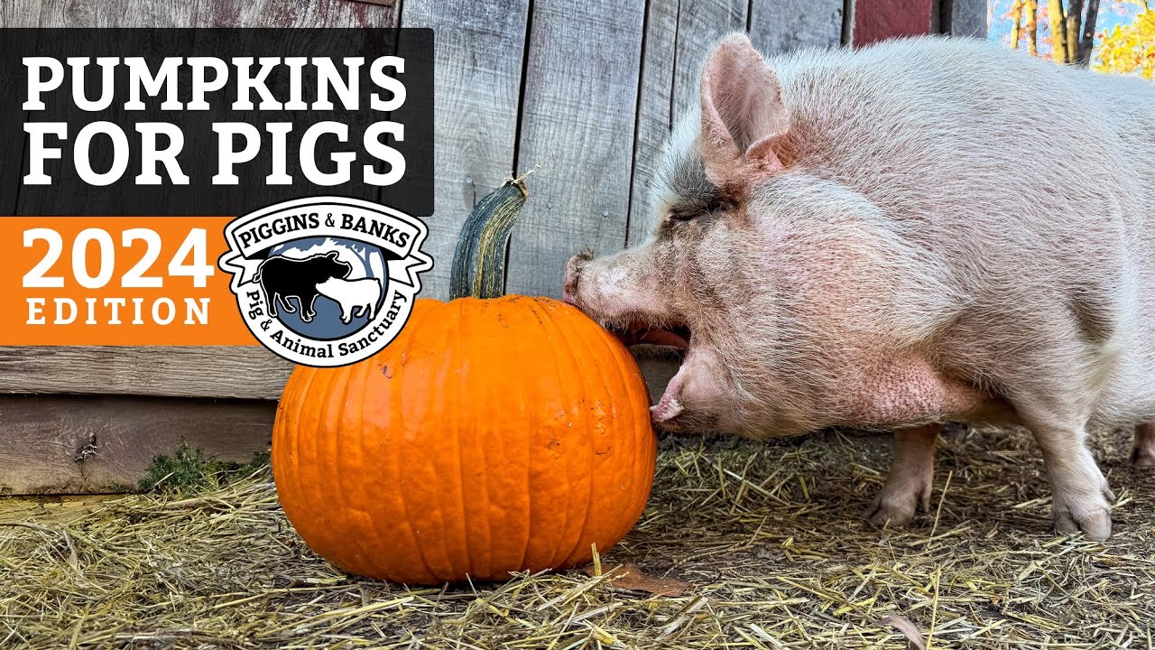 Pumpkins for Pigs at Piggins and Banks (2024) - YouTube