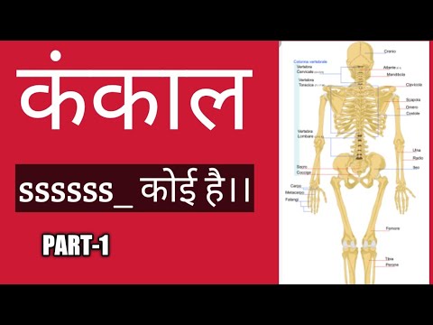 skeleton system of human body in hindi skeleton system of human body ...