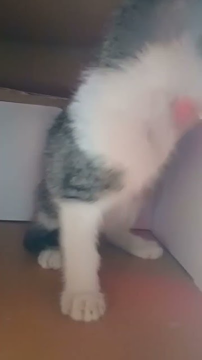 호기심 많은 새끼 고양이🐱 Youtube