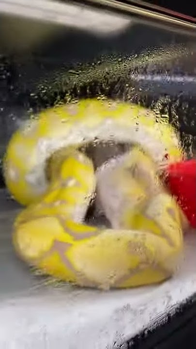 FEEDING DAY! - RETICULATED PYTHON FEEDING - YouTube