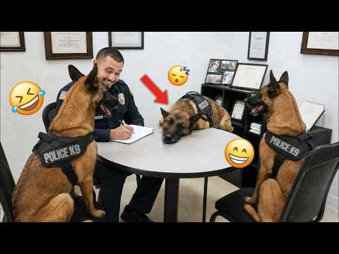 Try Not To Laugh 🤣 Most Watched Funny Dog Videos Compilation 🐶🤣#26
