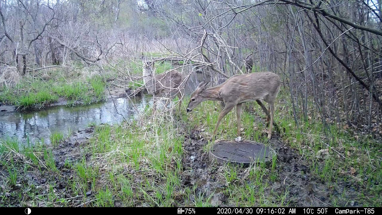 Four Deer - YouTube