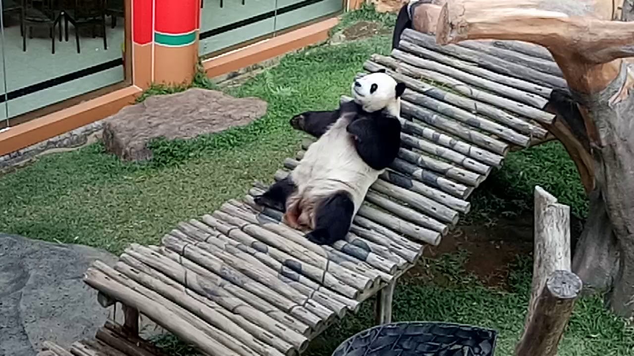 Panda lucu di taman safari bogor 🐼 - YouTube