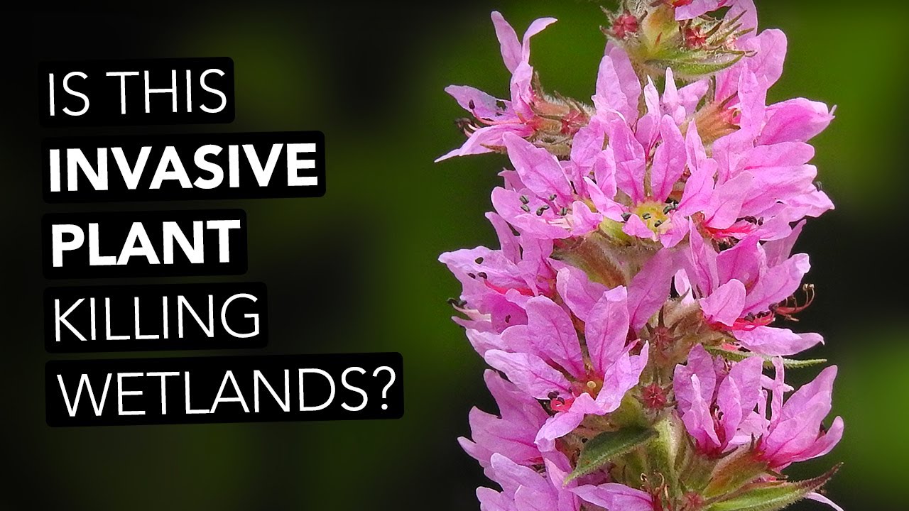Is This Invasive Plant Killing Wetlands? - YouTube
