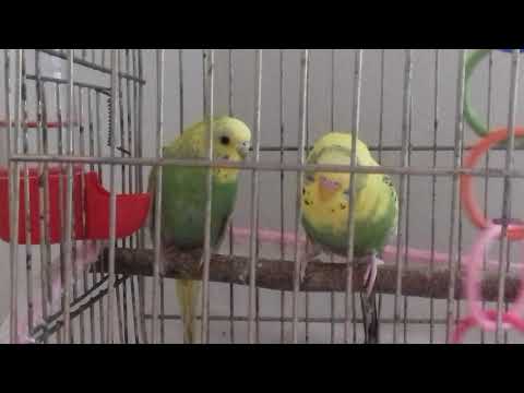 HAYIRLI CUMALAR🌹🐦🐥💖🐦