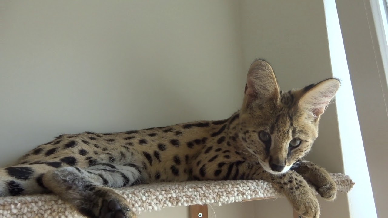 Odpoczywające egzotyczne koty Serwal oraz Kot Bengalski - YouTube