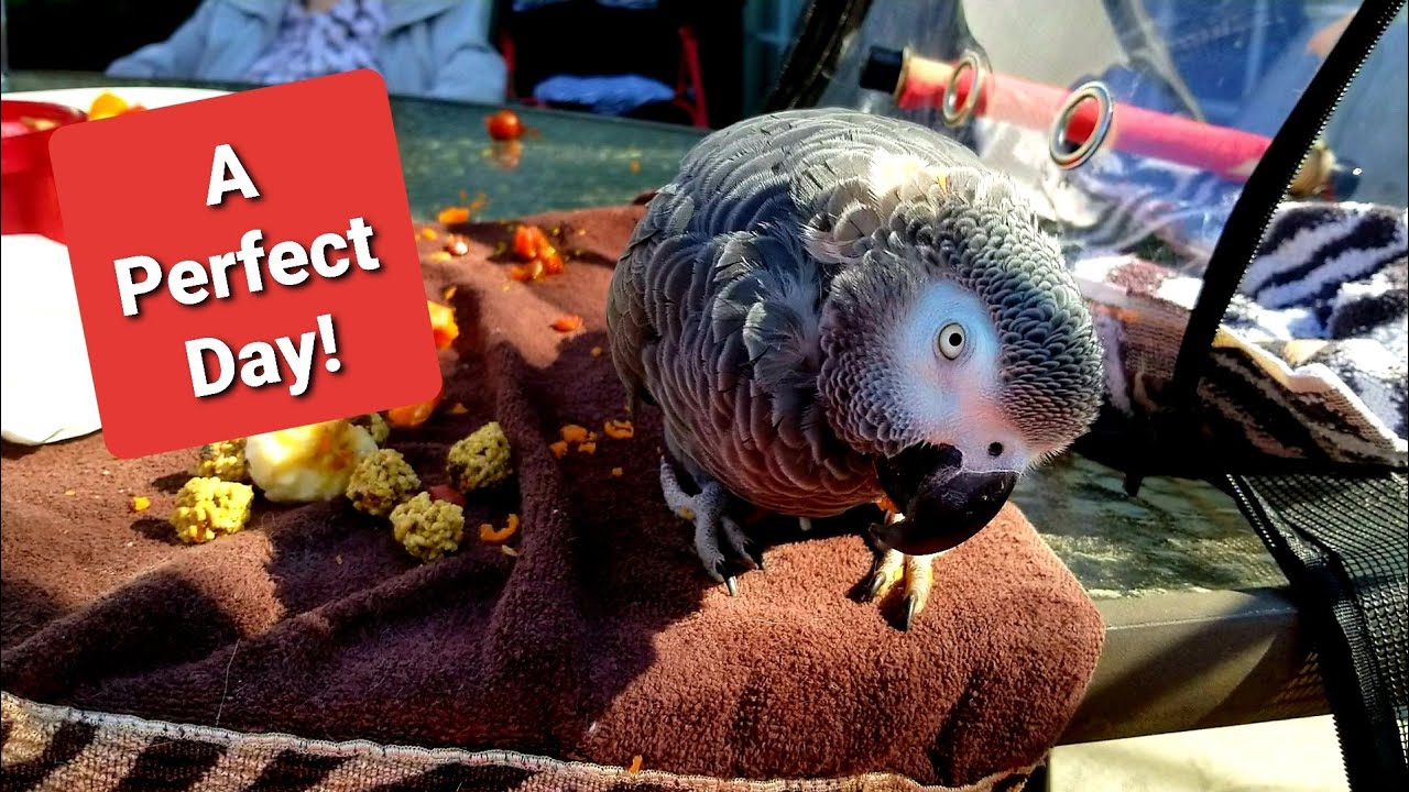 A PERFECT Day At The Sharyn Zoo | Out Door Social Distancing - YouTube