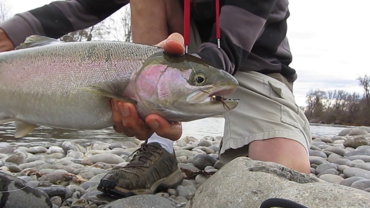 Took the 20 Incher Stone fly pattern 11 18 2019 - YouTube