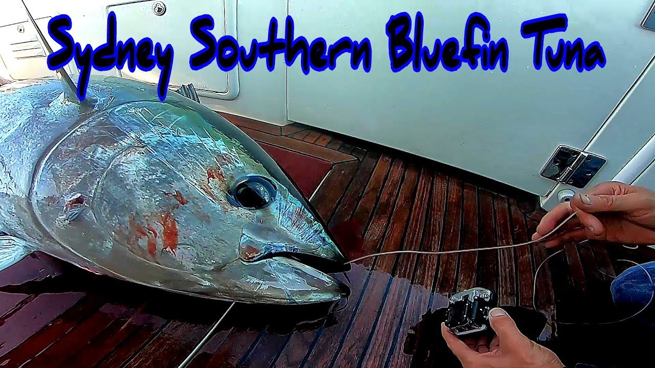 Southern Bluefin Tuna Sydney - YouTube
