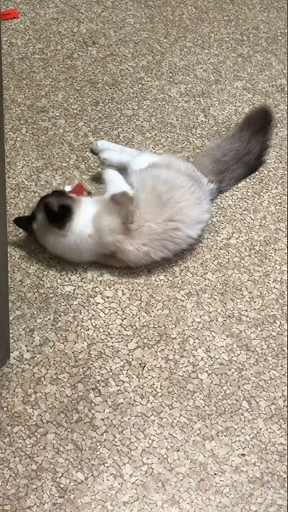 Ragdoll cat playing with handmade reusable washable catnip pouch toy - YouTube