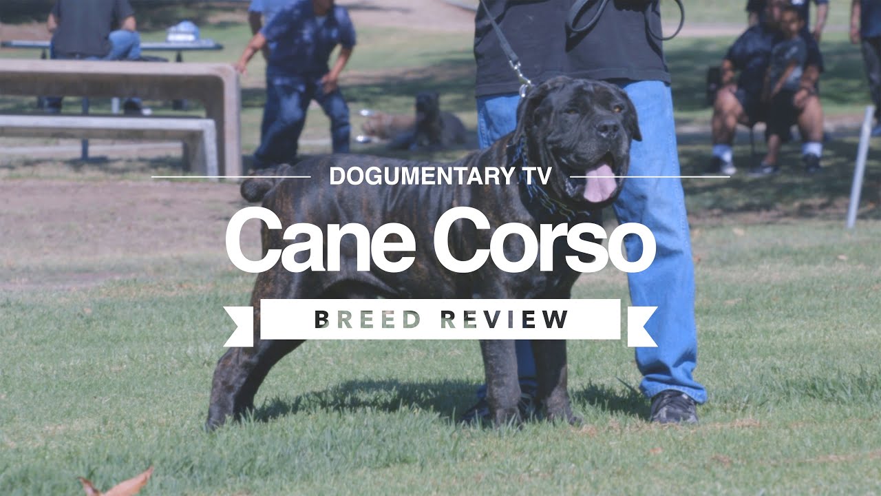 CANE CORSO BREED REVIEW - YouTube