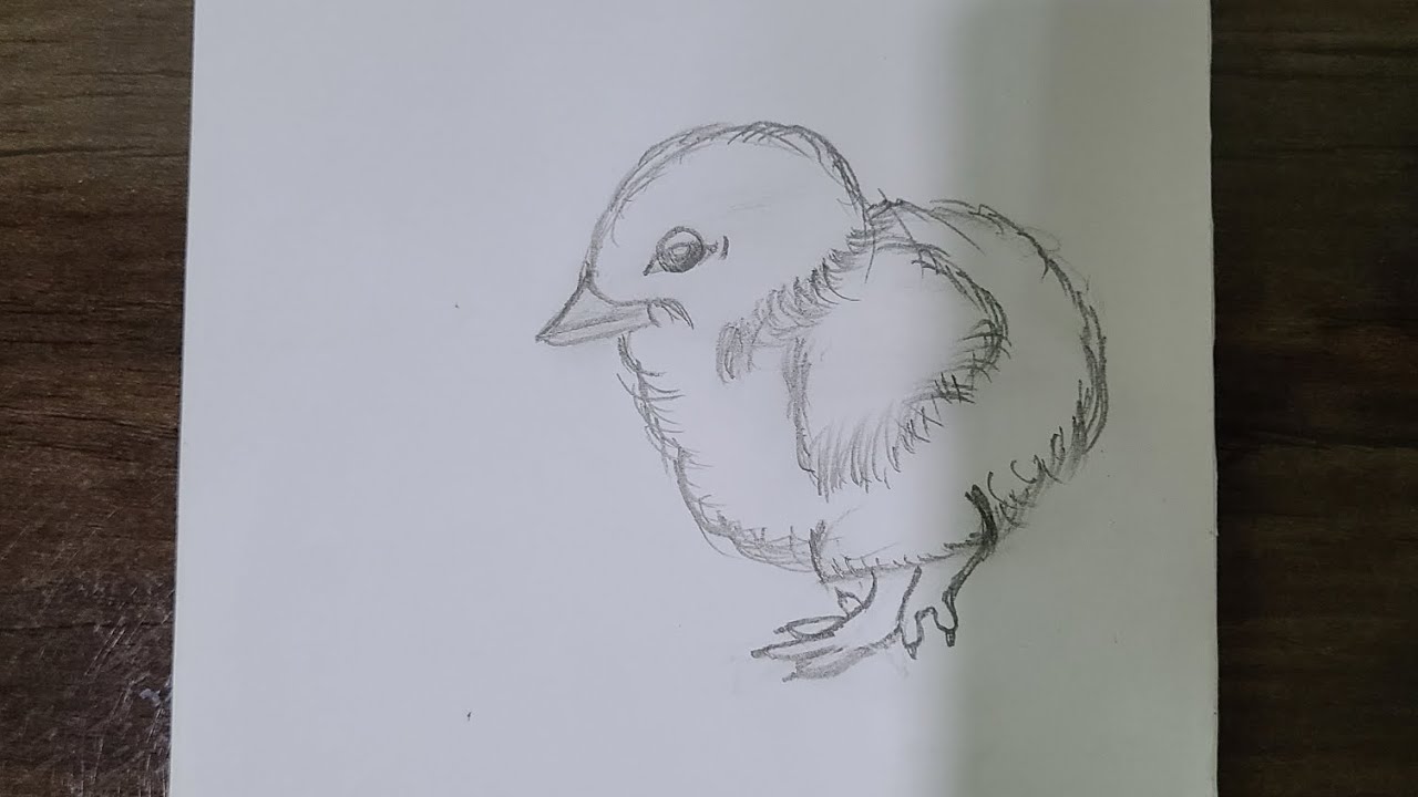 How to draw a baby chick- easy step by step/ chick drawing || pencil ...