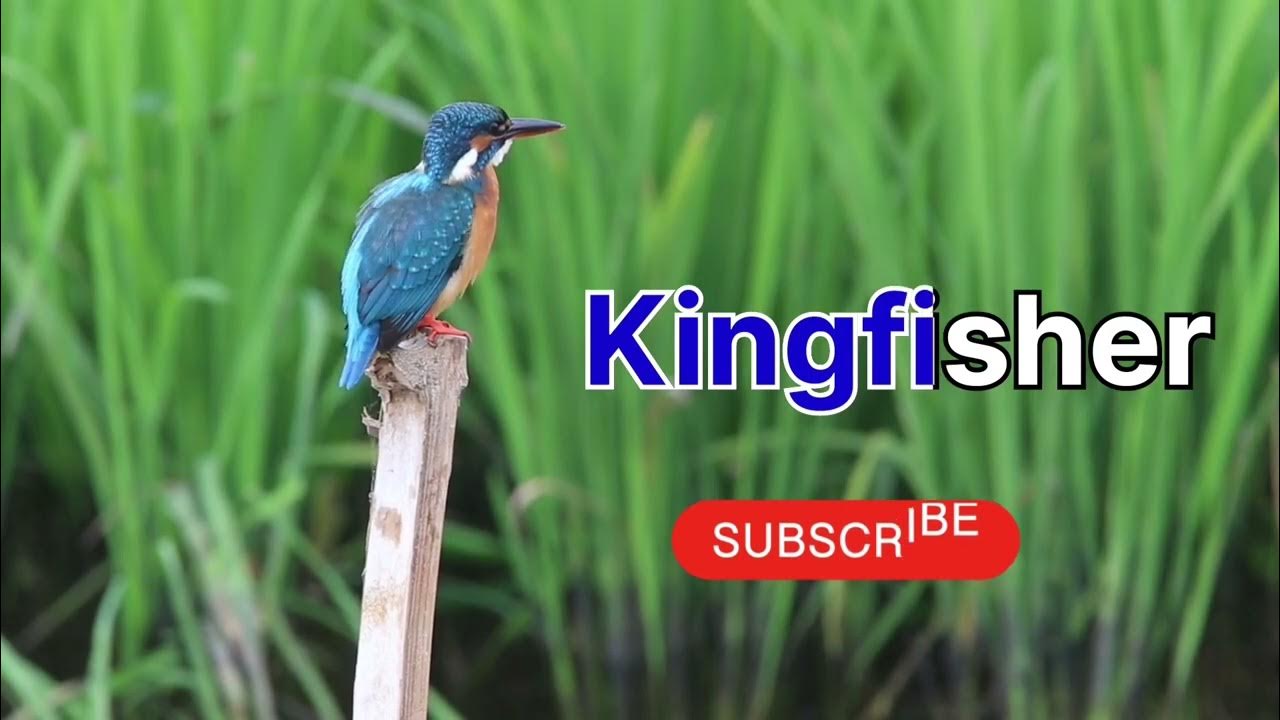 kingfisher-meaning-in-bengali-kingfisher