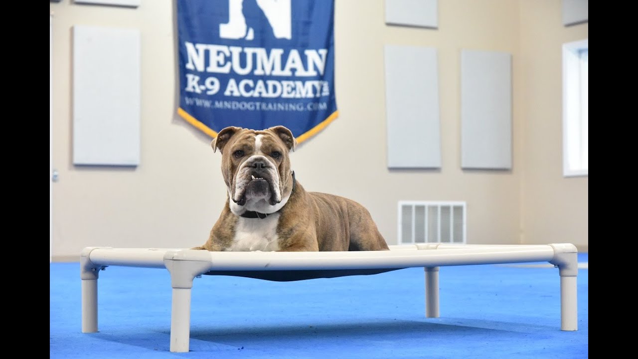 Baloo (English Bulldog) Boot Camp Dog Training Video Demonstration ...