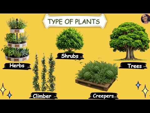Types of Plants🌱|Trees, Shrubs, Herbs, Climbers & Creepers | Plants ...