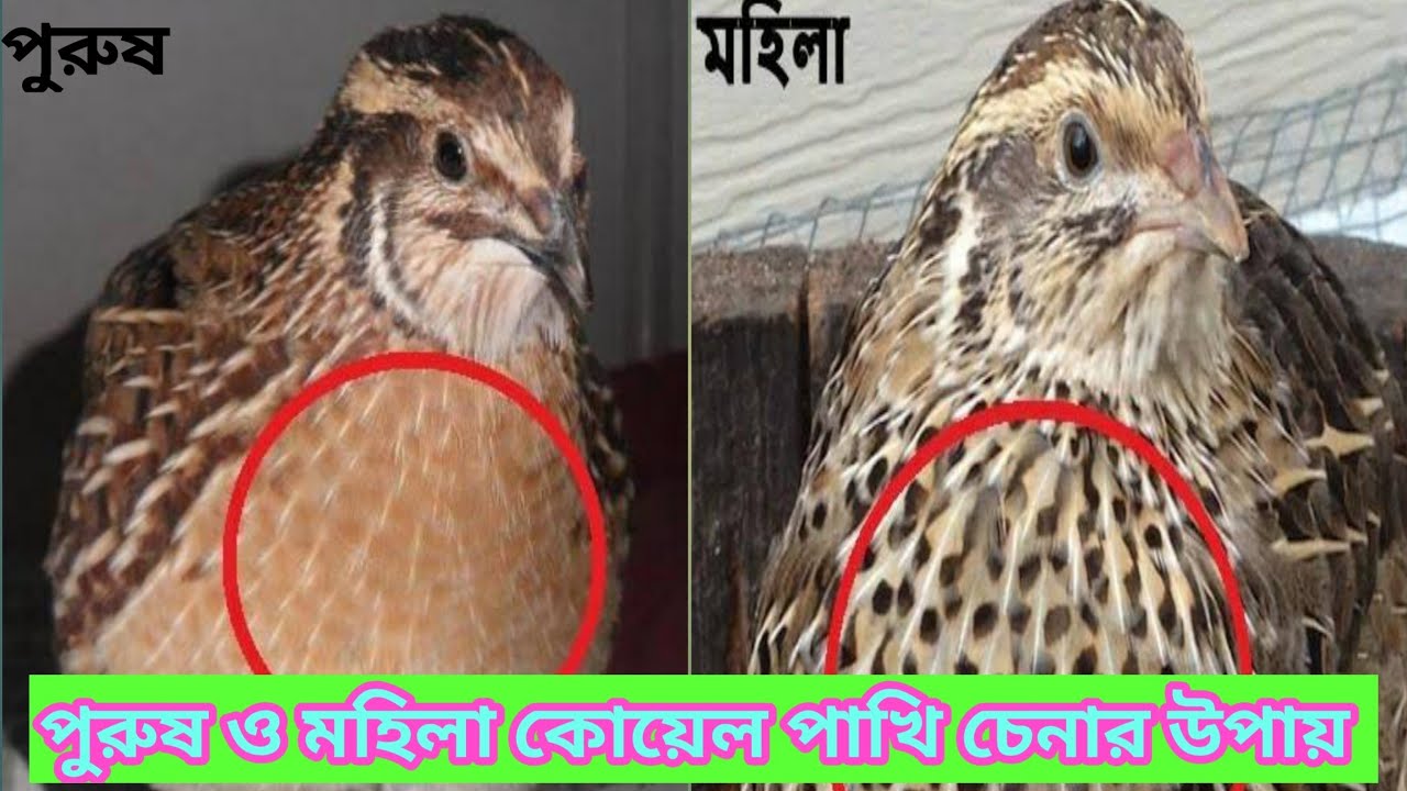 ছেলে ও মেয়ে কোয়েল পাখি চেনার উপায়। kiyel pakhi chinar upai koyel ...