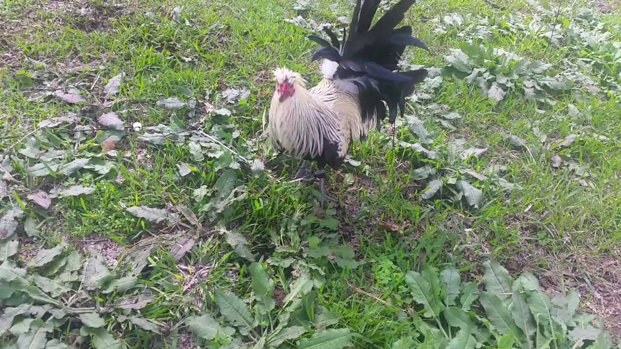 Toppy Gray - YouTube