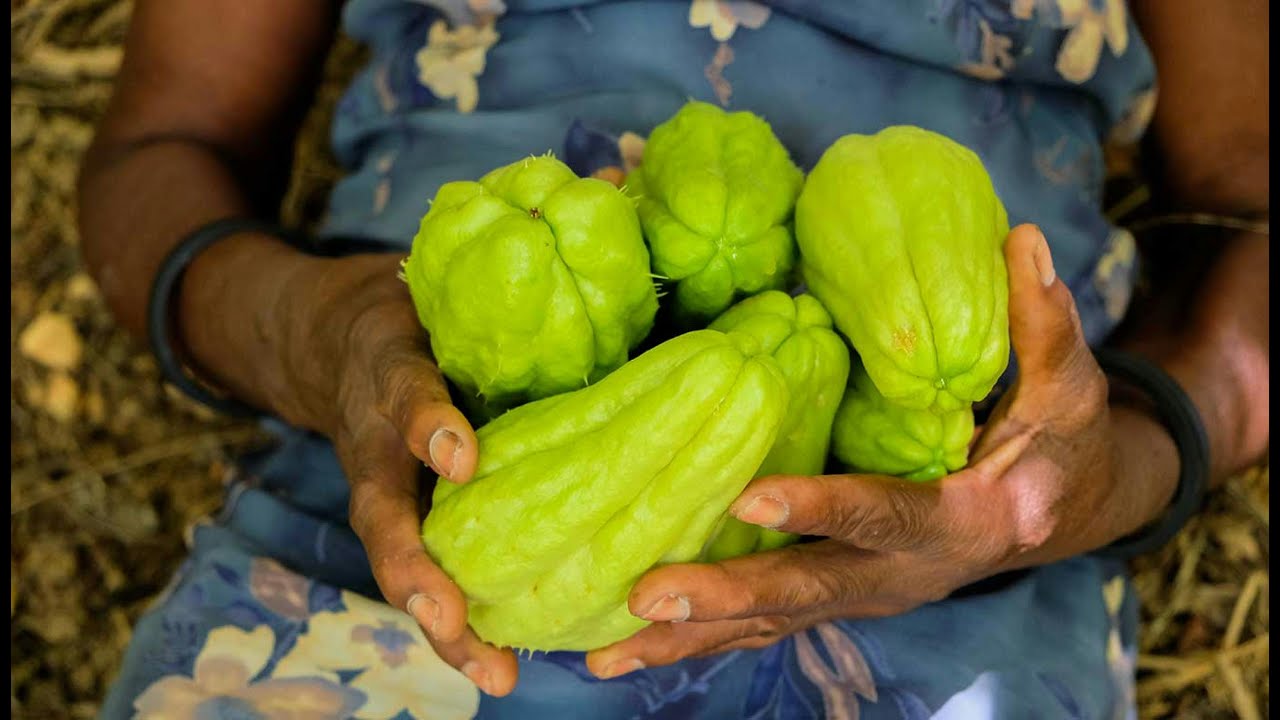 From Vine to Table: The versatile Chayote - YouTube