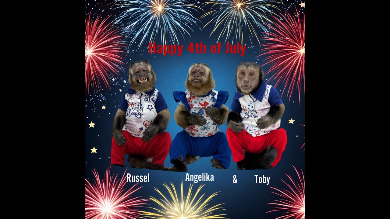 Our 3 Monkeys on July 4th 🇺🇸🙏🏻♥️ - YouTube