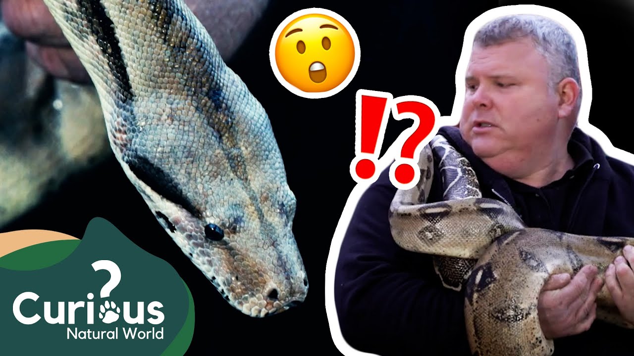 DON'T WATCH THIS IF YOU'RE SCARED OF SNAKES! 🐍😱 | Exotic Animals ...