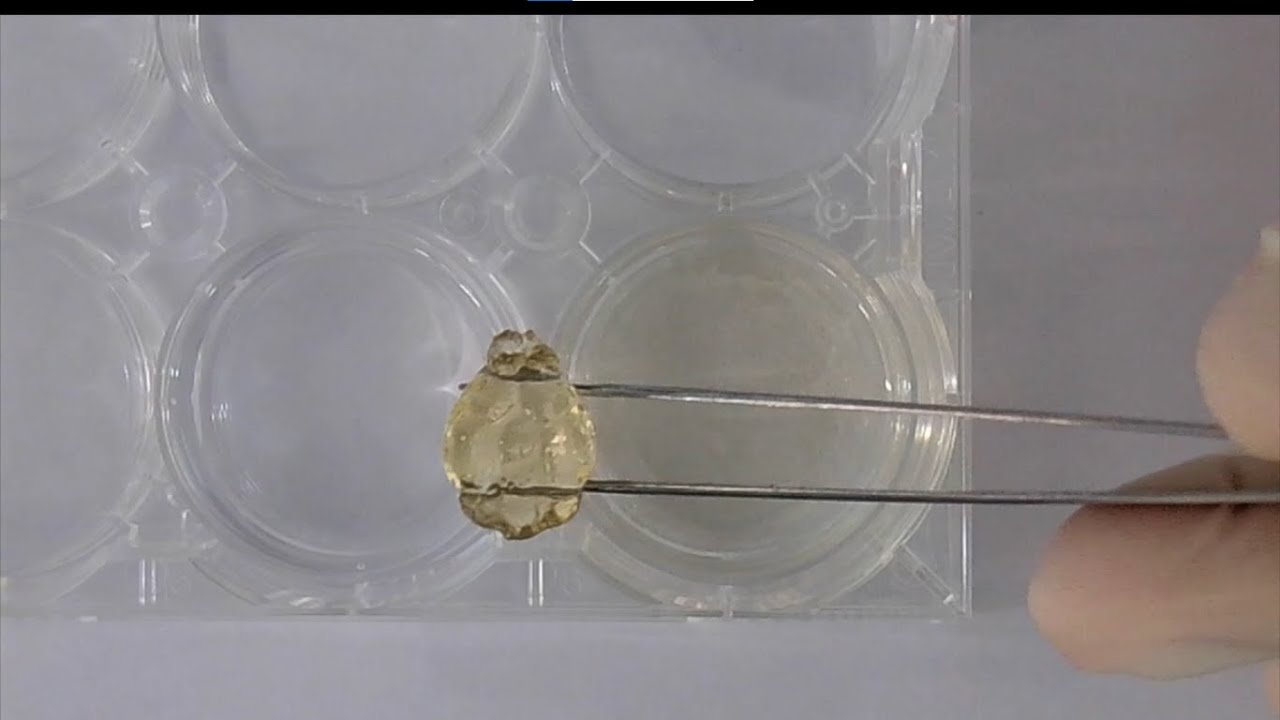 Tissue clearing protocol for CUBIC reagents - YouTube