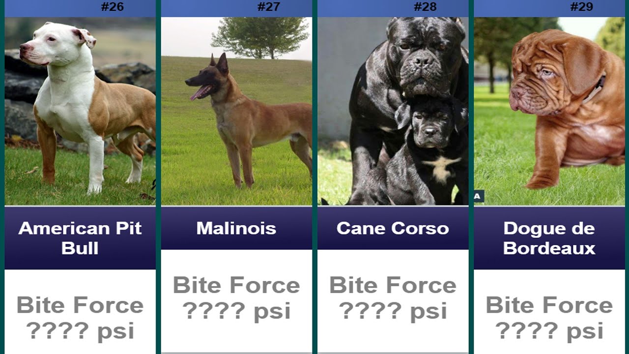 STRONGEST BITE FORCE IN THE ANIMAL KINGDOM - YouTube
