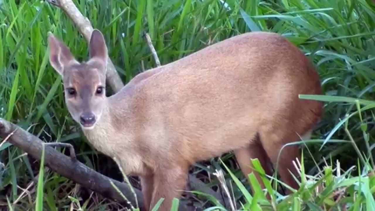 Deer, Mazama Americana, Mammals, Pantanal, - YouTube