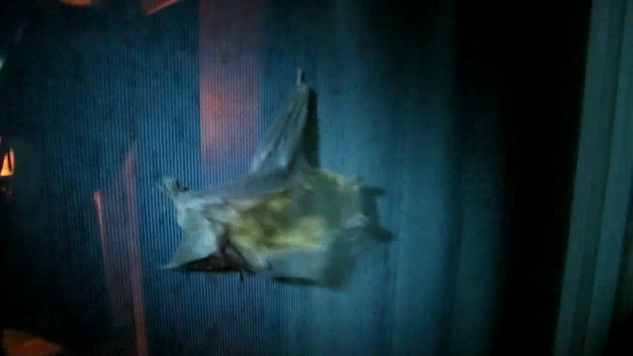 Bat Trapped between Window and Screen - YouTube