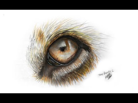 Dibujo realista (ojo de león)|Drawing an eye lion HD🐶🐾 - YouTube