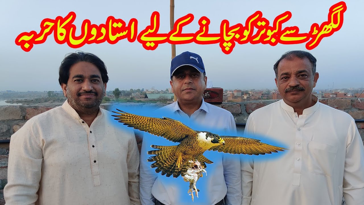 lagar se kabootro ko bchne ka tareeka||Kabutar ki Parwaz Bar bhrn k ...
