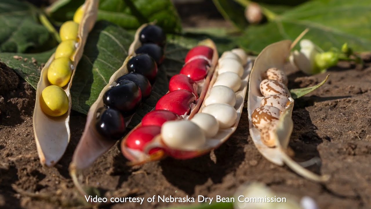 From Farm to You: Dry Beans - YouTube