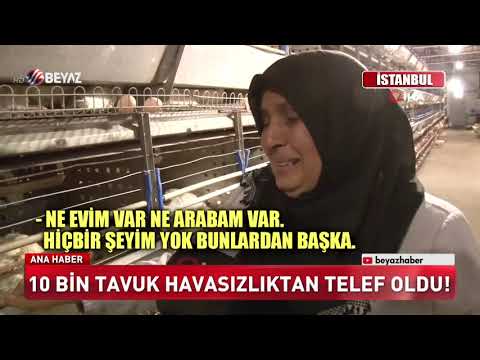 Telef olan tavuklarına ağıt yaktı!