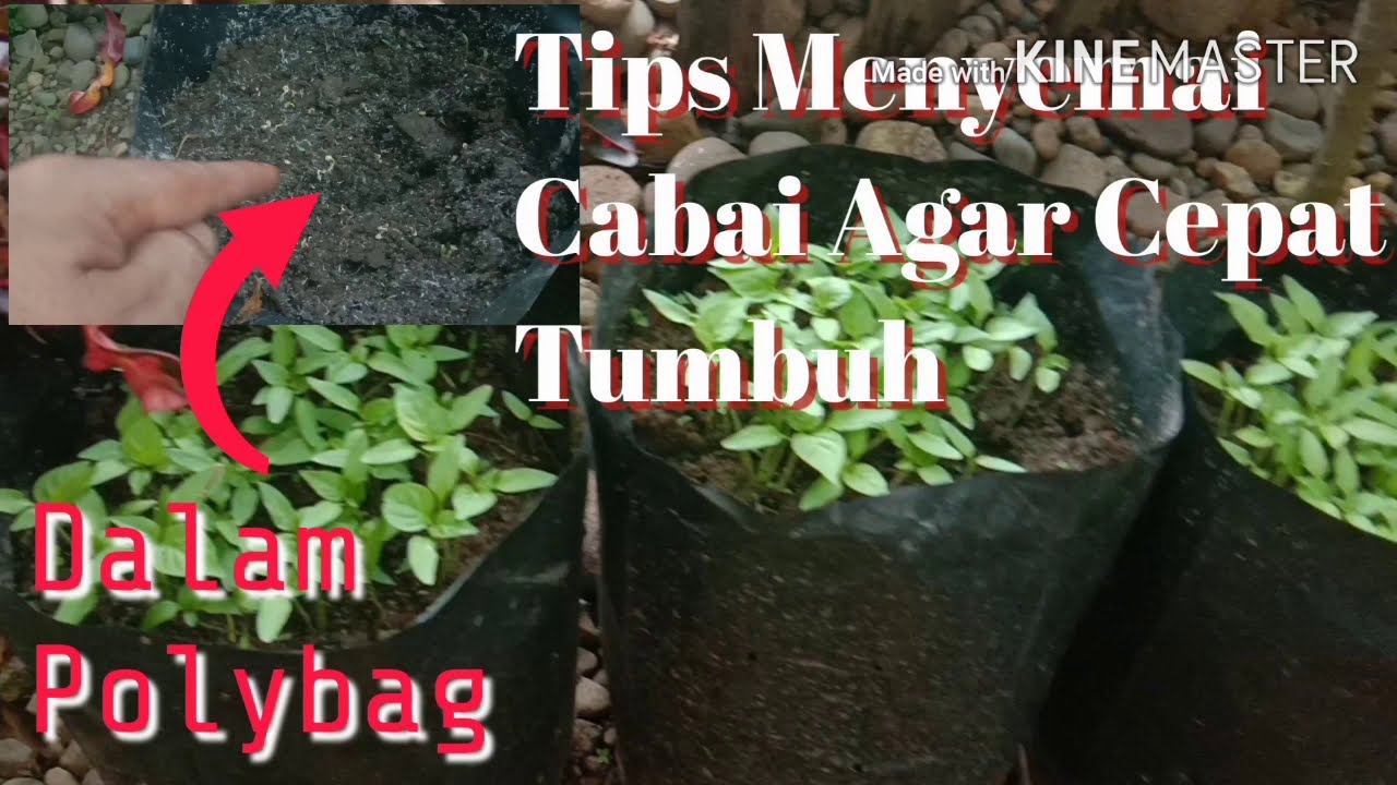 Cara menyemai cabe agar cepat tumbuh - YouTube