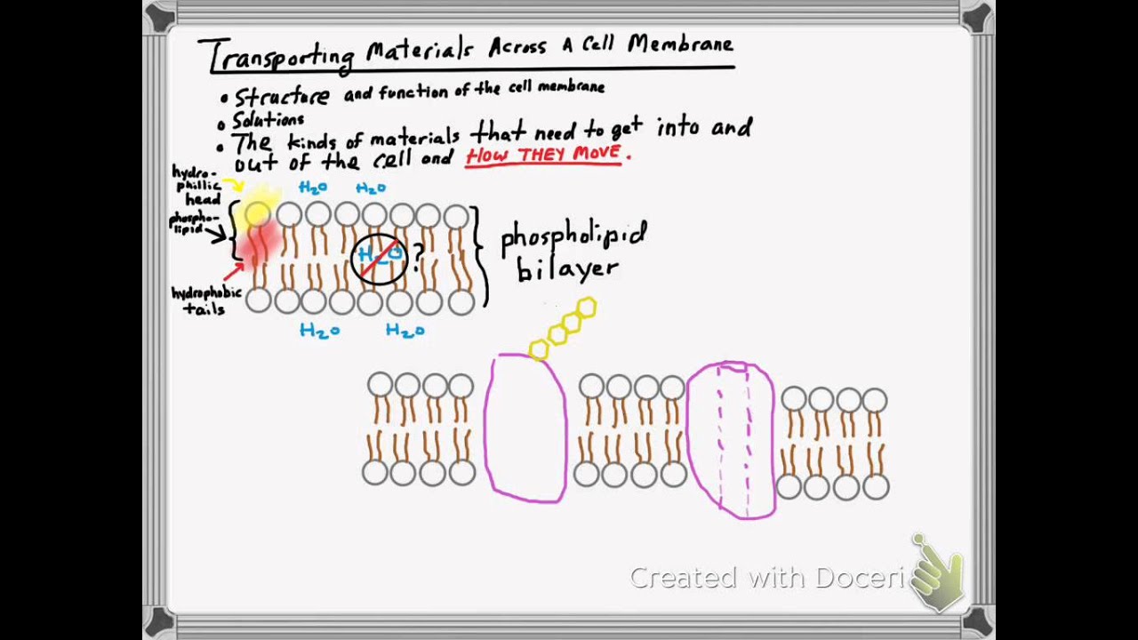 Transporting Materials Across A Cell Membrane -Part 1 - YouTube