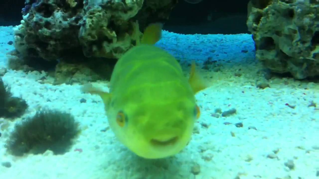 Ceylon puffer fish part 3 and they're in - YouTube