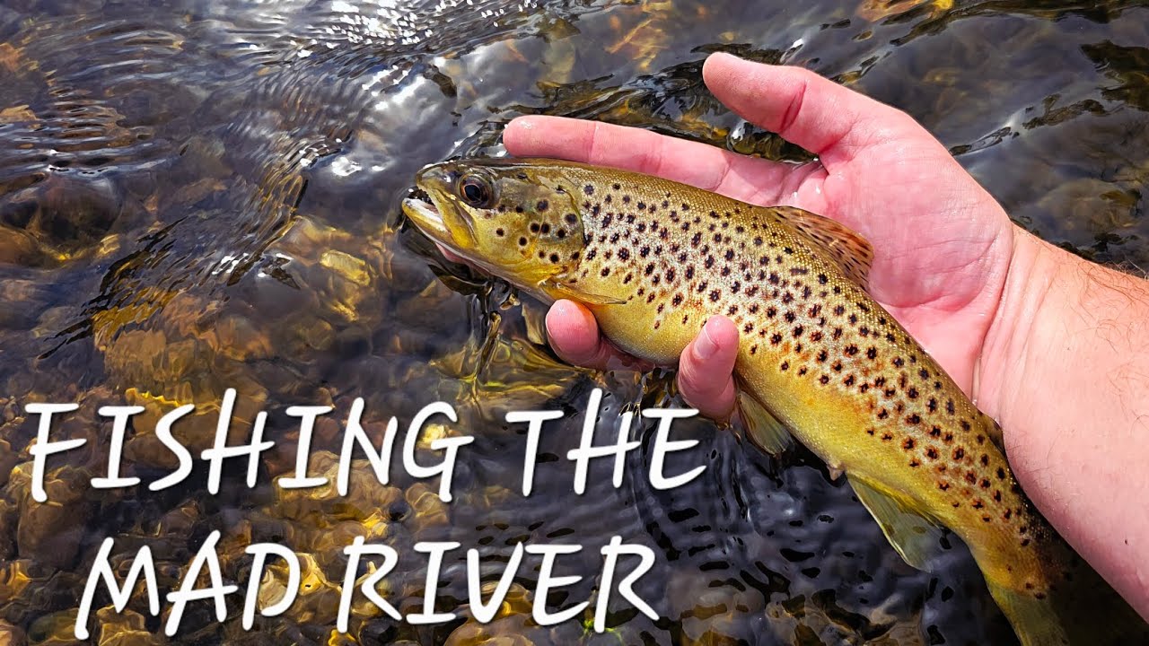 Trout Fishing On The Mad River - YouTube
