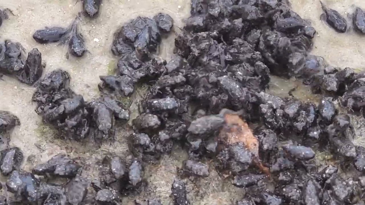 Baby cane toads? - YouTube