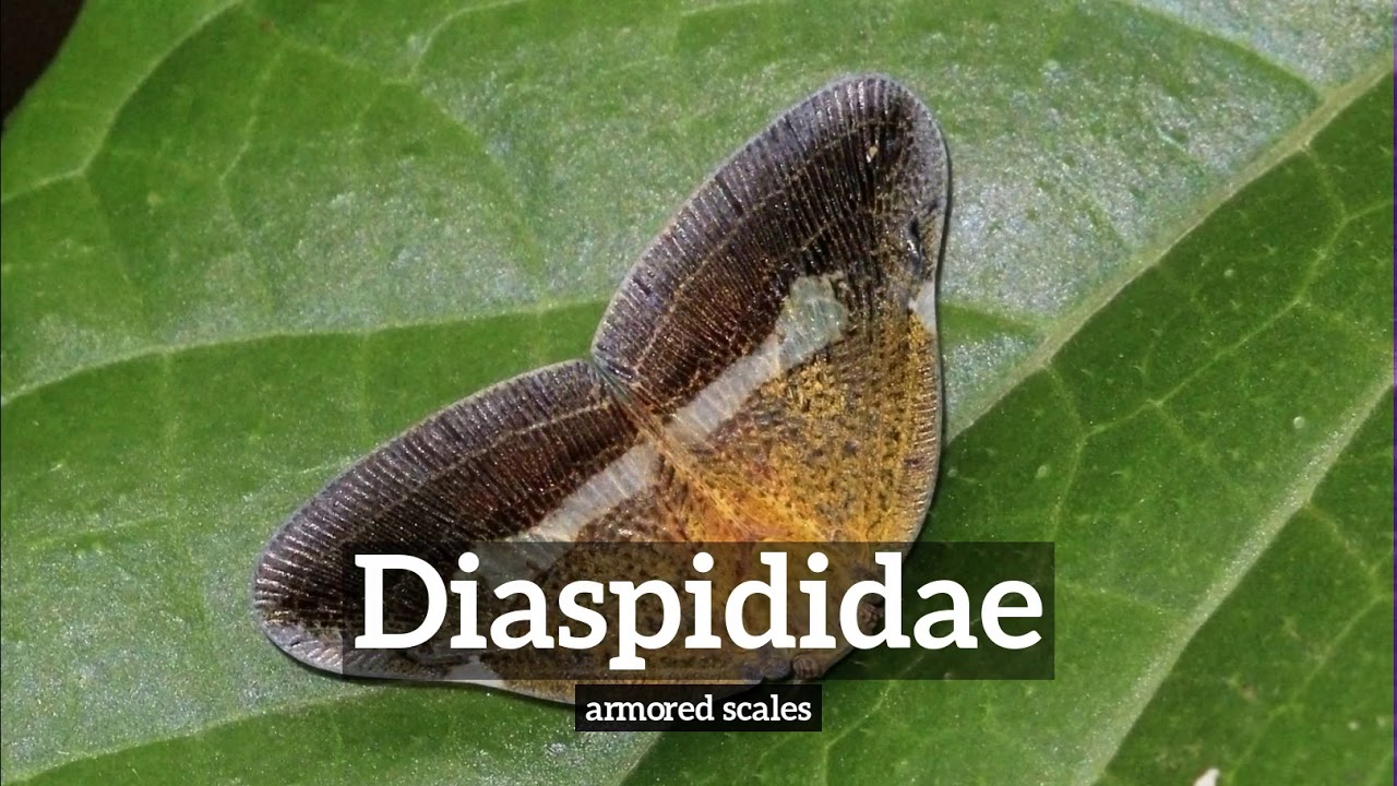 How Does Diaspididae Look? | How to Say Diaspididae in English? | What ...